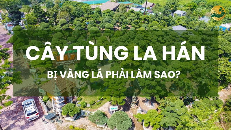 Cây Tùng La Hán Bị Vàng Lá Vì Sao và Cách Chữa Trị